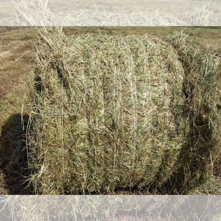 Продам сено в рулонах