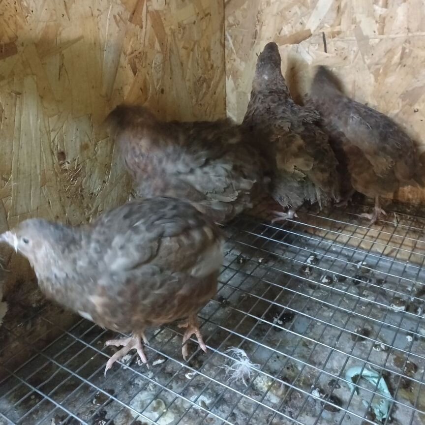 Продам перепелка Саладон