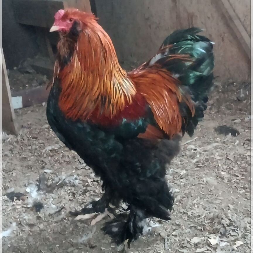 Продаю петухов Брама