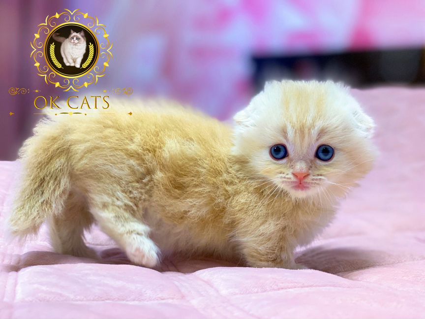 Люксовый манчкин супермини в редчайшем окрасе