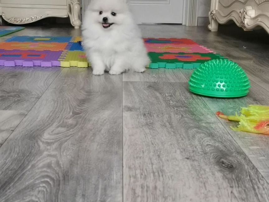 Большой выбор малышей