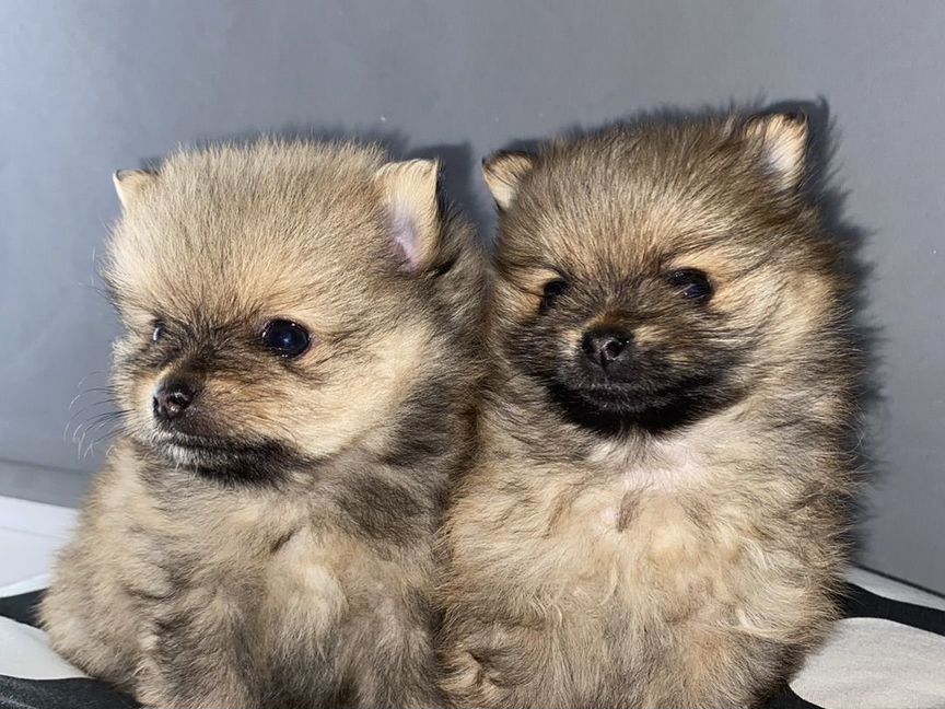 Маленькая собака шпиц