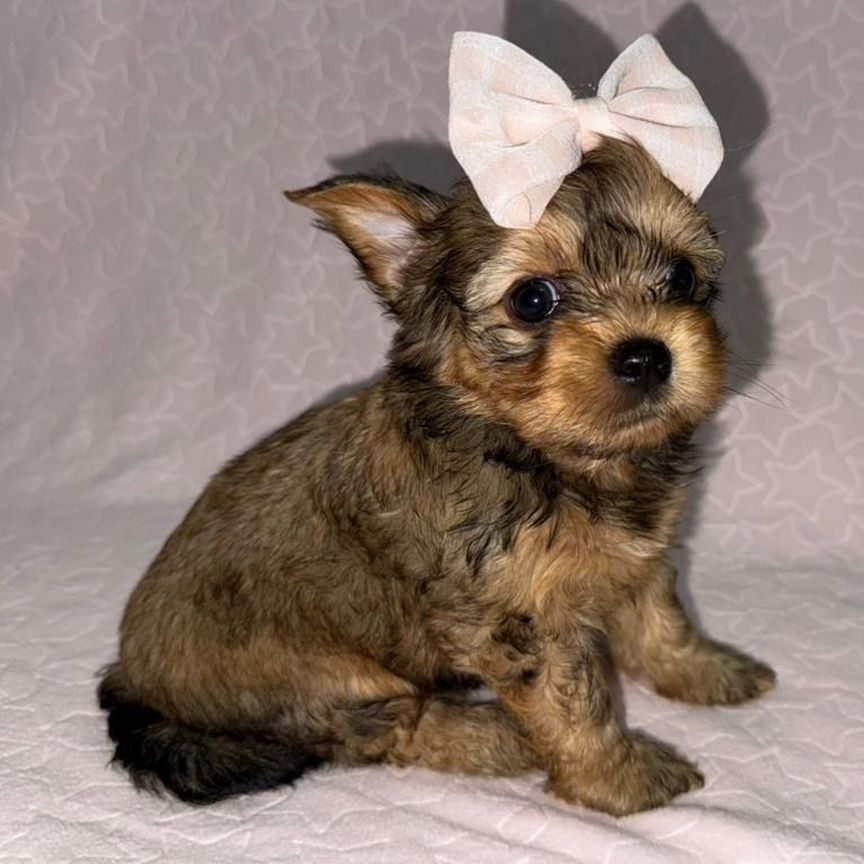 Бивер-йоркширский терьер, щенок