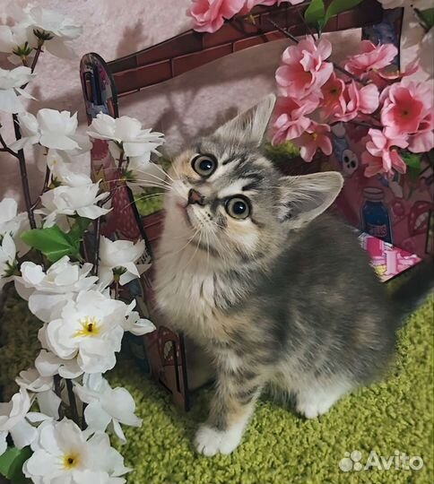 Котёнок девочка приучена к лоточку