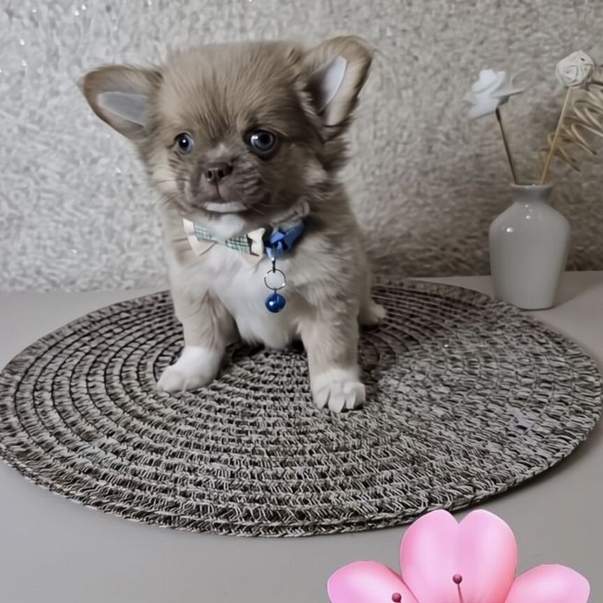 Чихуахуа, щенок