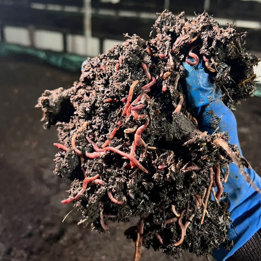 Калифорнийские черви для рыбалки