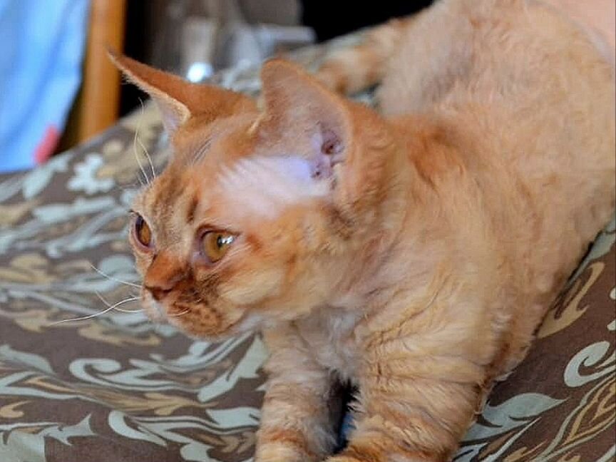 Котята девон-рекс