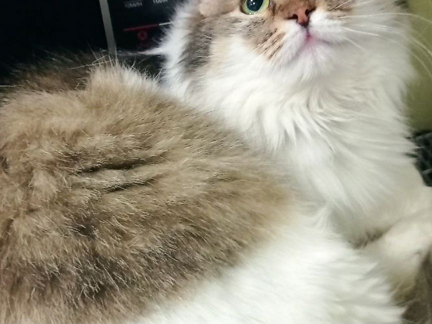 Сибирская кошечка