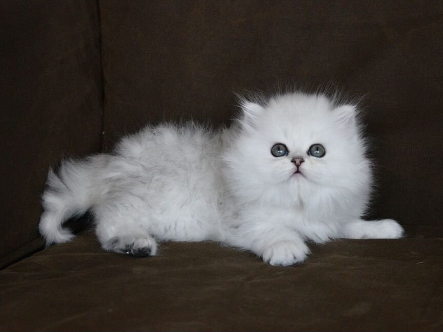Британские котята