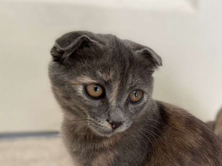 Шотландская вислоухая, котёнок девочка, 3 месяца