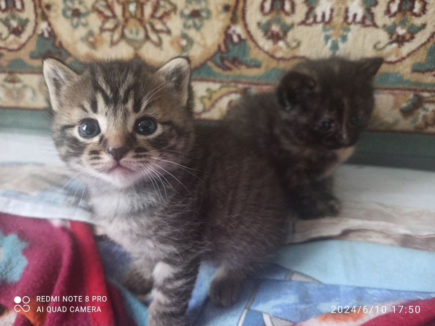 Котята в добрые руки