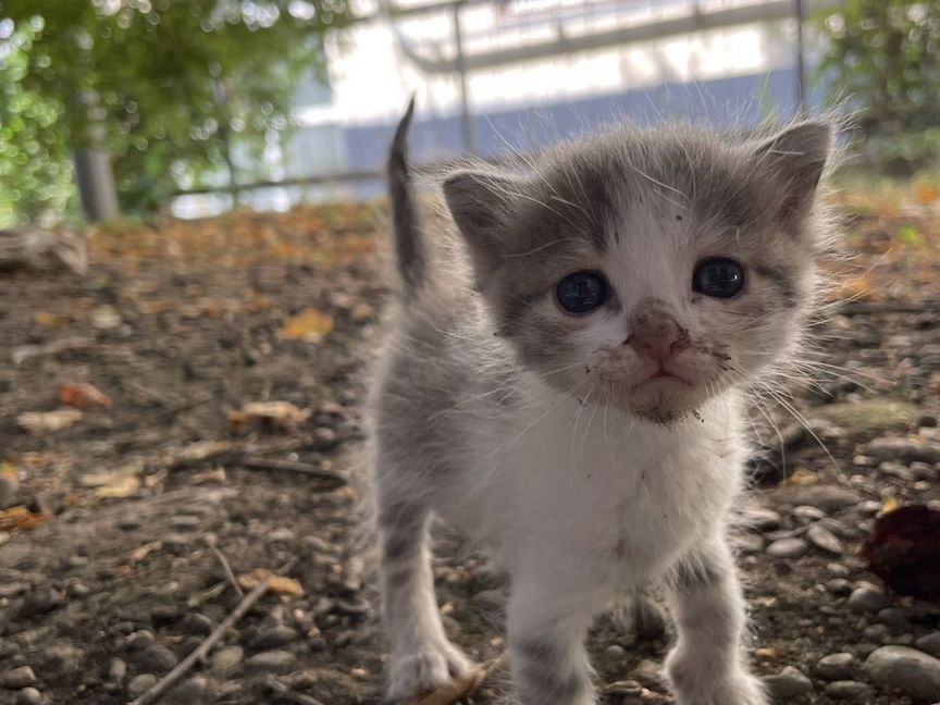 Отдам котенка