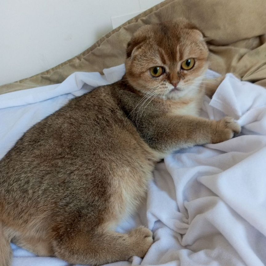 Шотландская кошечка