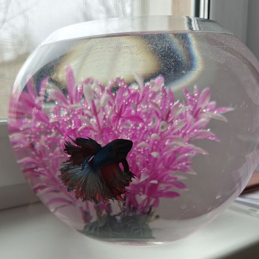 Аквариумные рыбки петушок