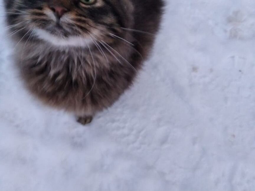 Отдам маленькую кошечку котенка