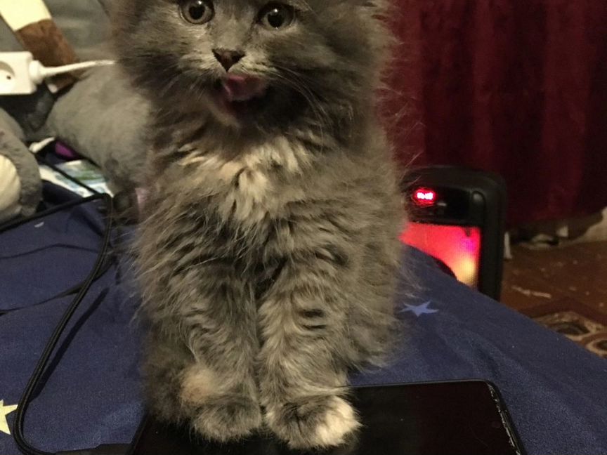 Отдам котенка бесплатно