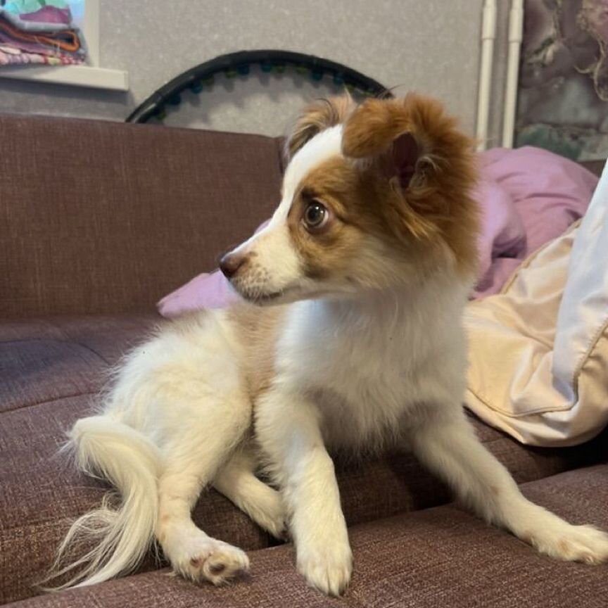 Отдам пса в добрые руки 8 месяцев