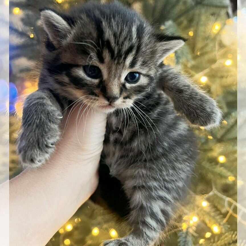 Шотландский Котенек (мальчик)