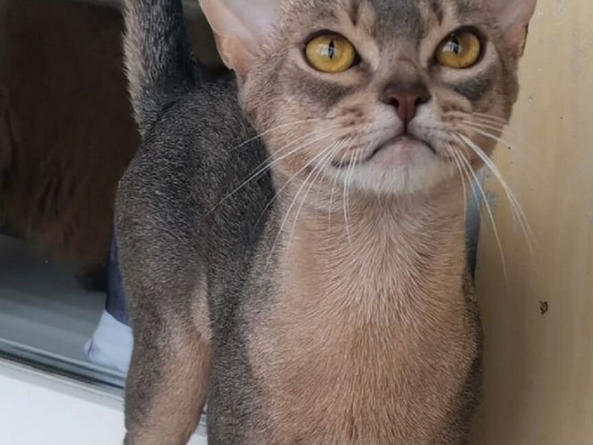 Абиссинская