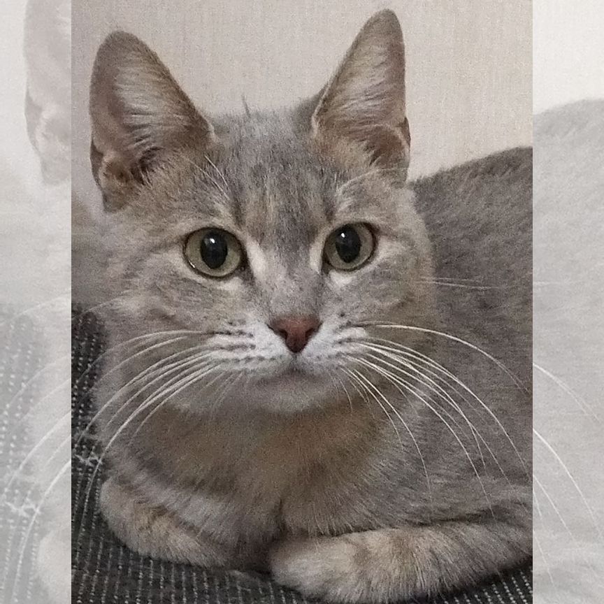 Классная кошка ищет дом