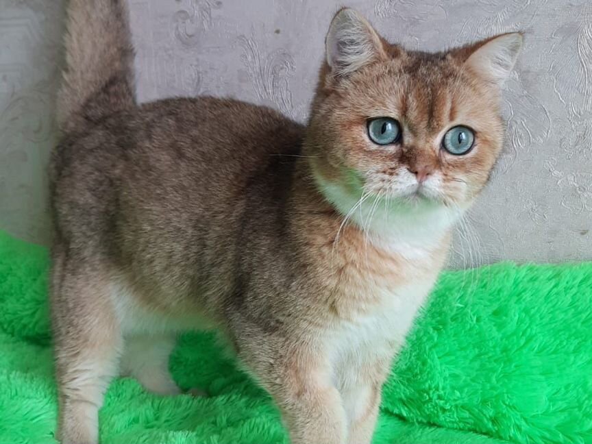 Кошка