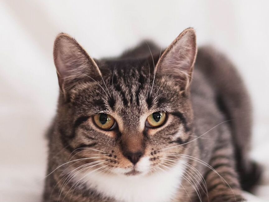 Кошечка Кира ищет дом