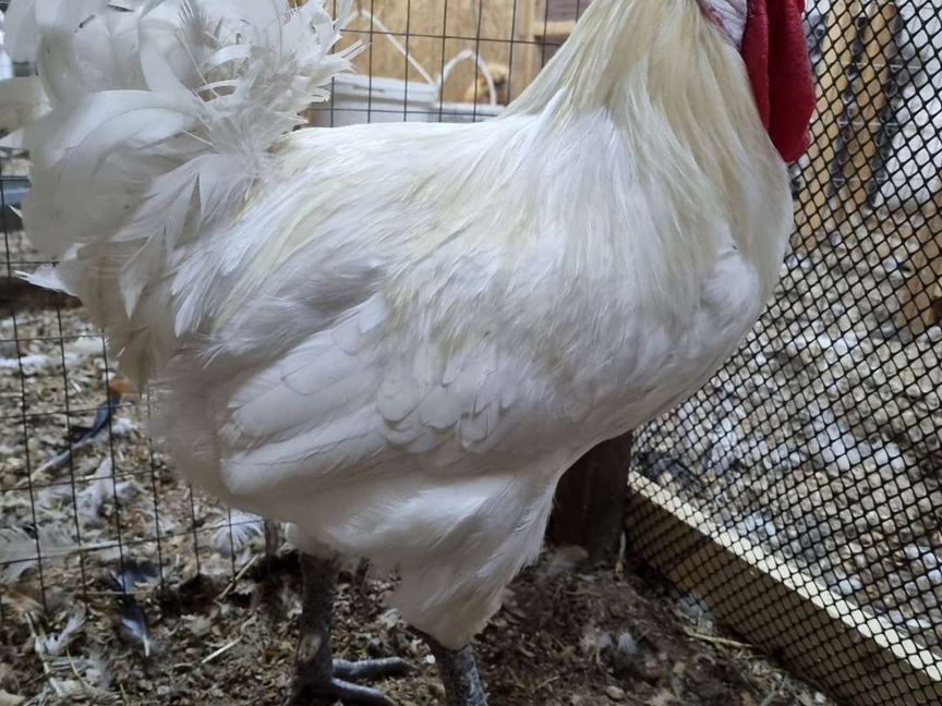 Бресс гальская семья