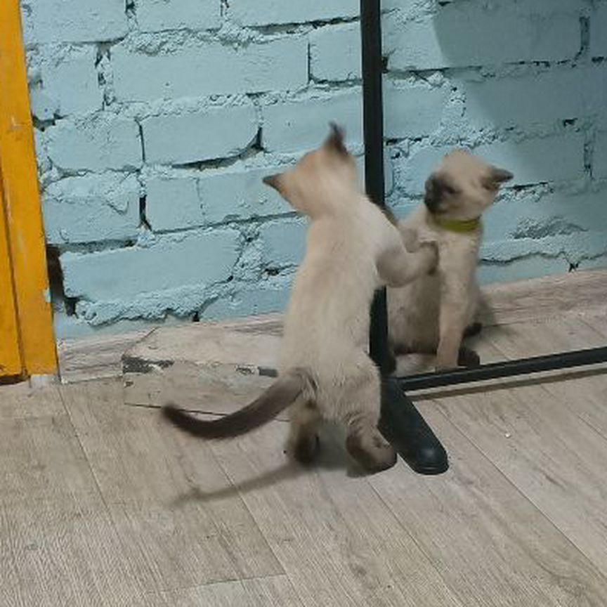 Сиамский котёнок