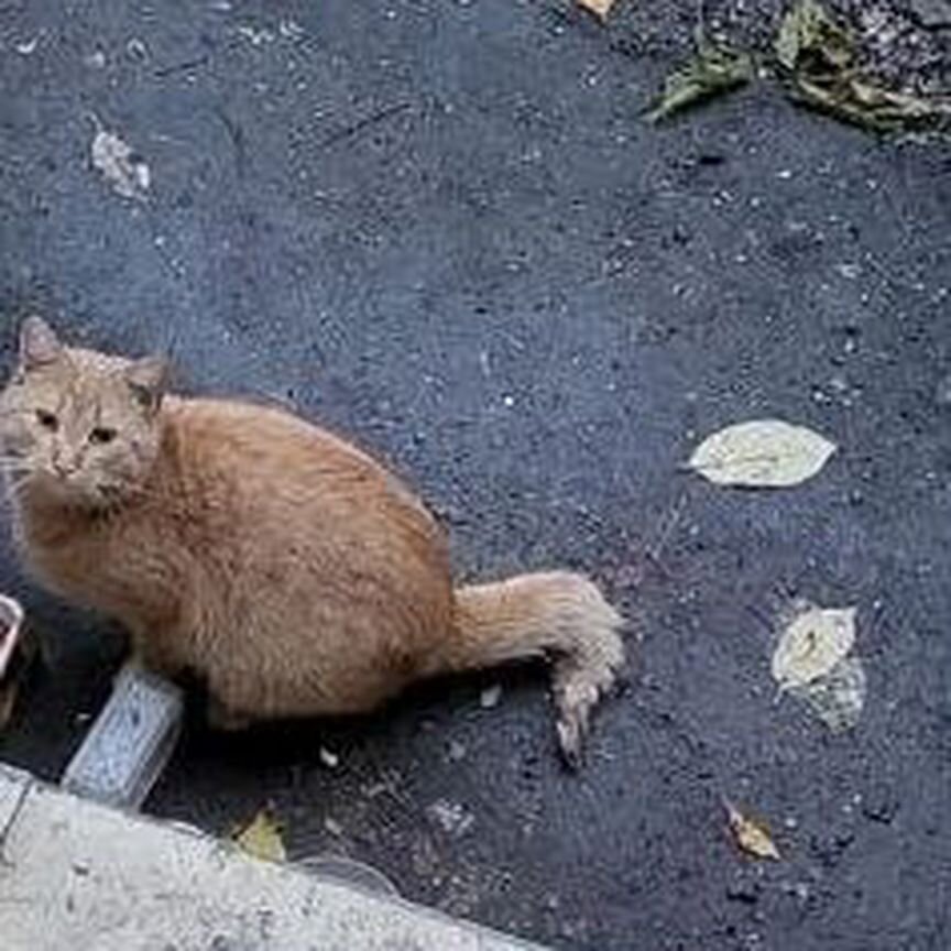 Бывшедомашний котик выживает на улице