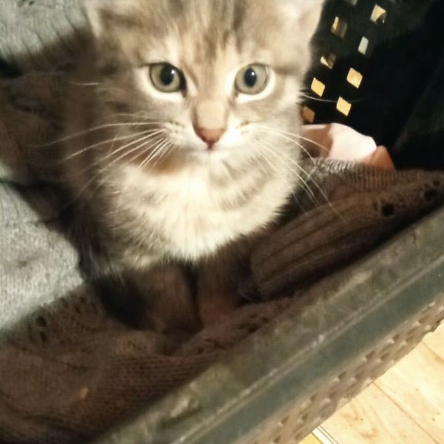 Котенок в дар