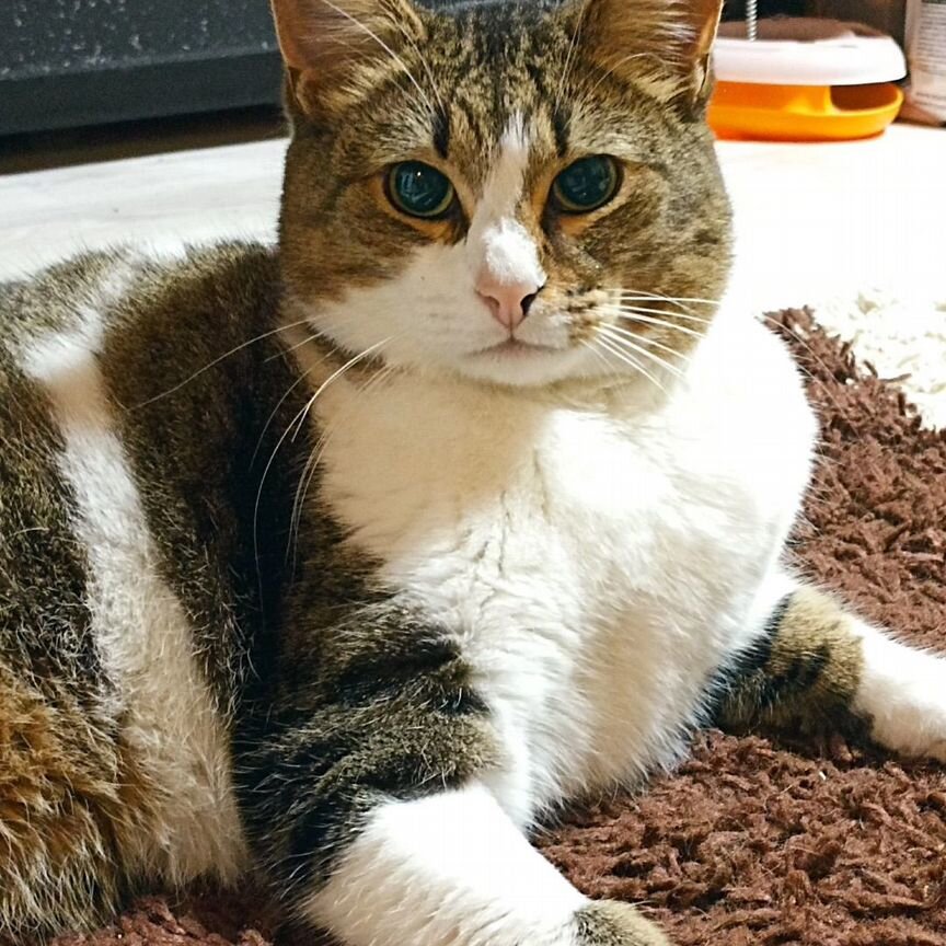 Котик ищет дом