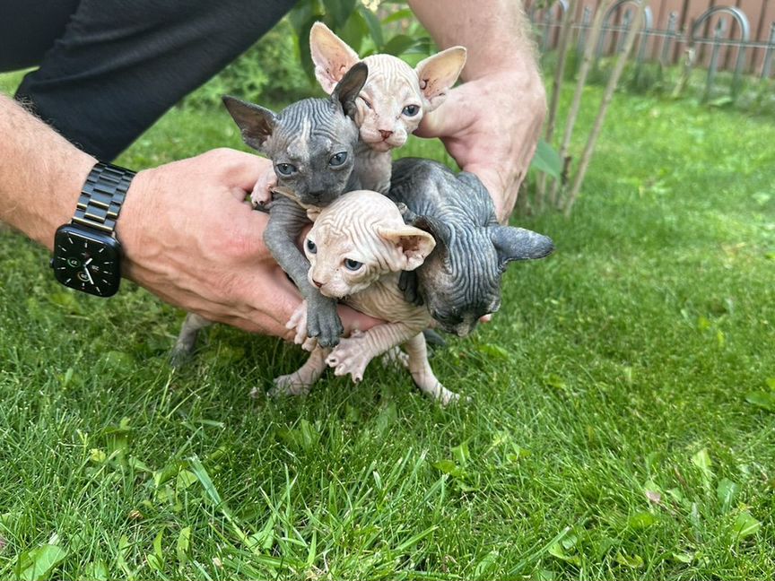 Котята сфинкс