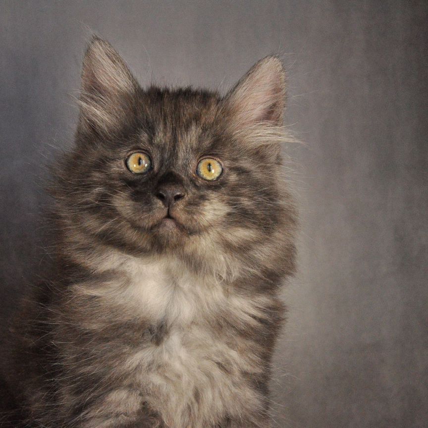 Курильский бобтейл кот