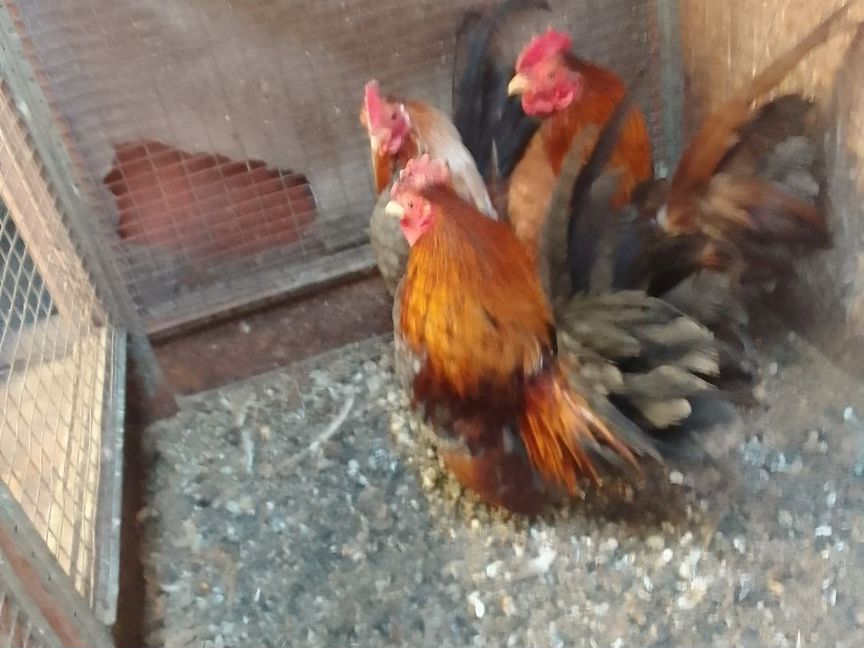 Куры серама