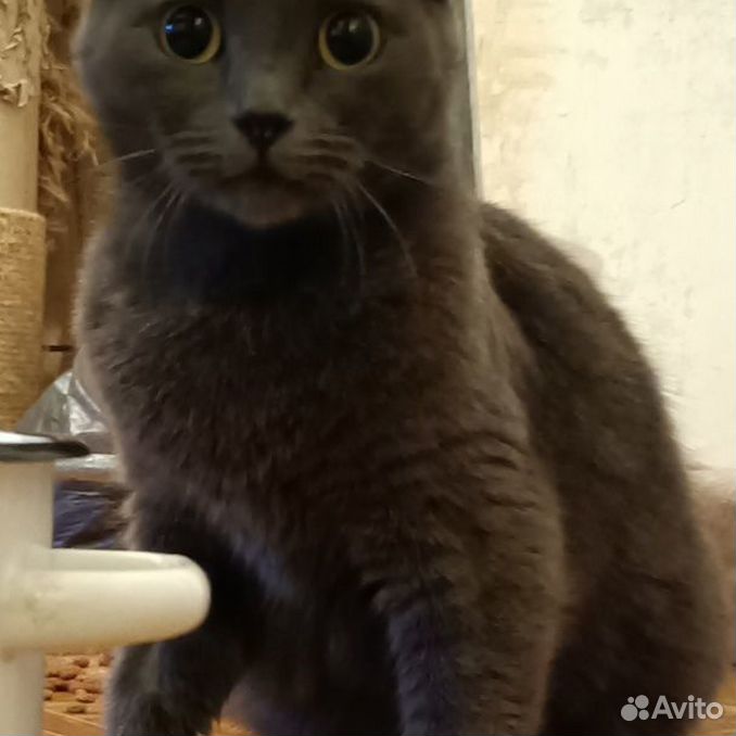 Кошечка кошка котейка Сюзи 1 годик