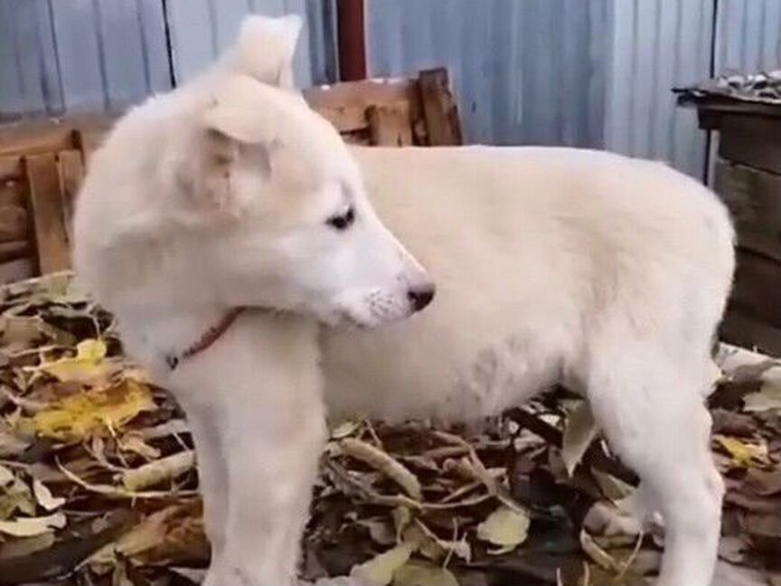 Шеночек страдает в приюте в дар
