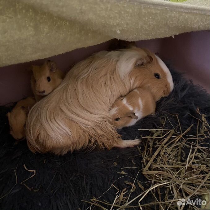 Морская свинка тедди