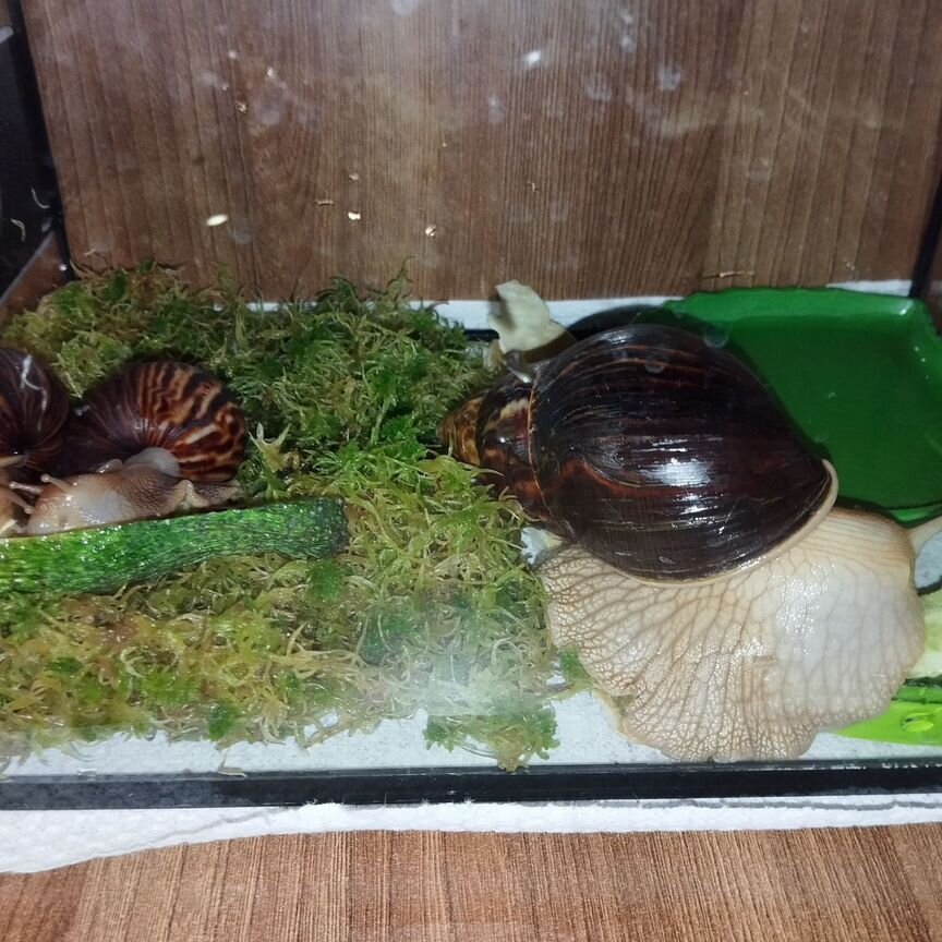 Террариум две тарелки, 3 улитки