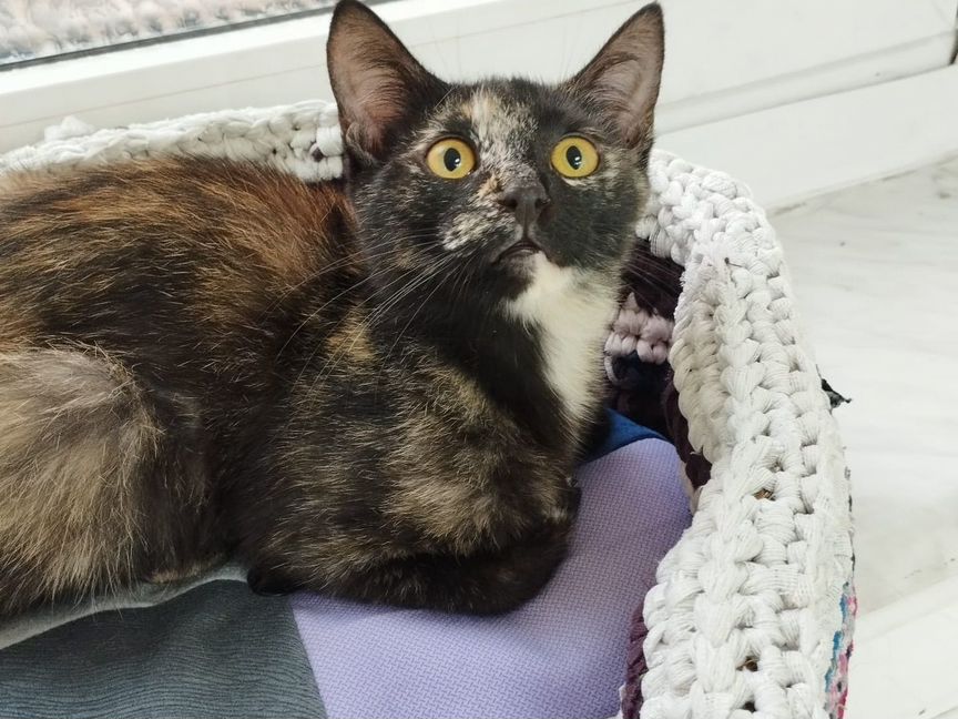 Котенок девочка в добрые руки