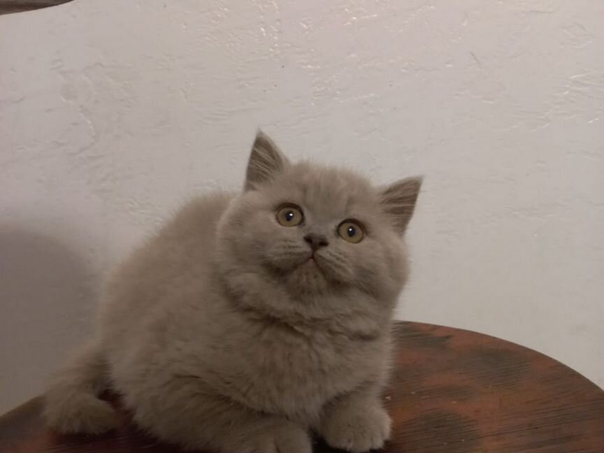 Шотландская красотуля