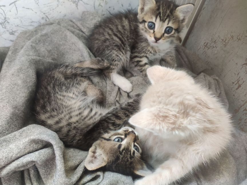 Котята в добрые руки бесплатно