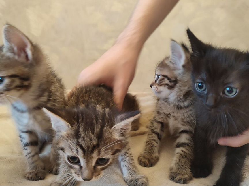 Котята в добрые руки