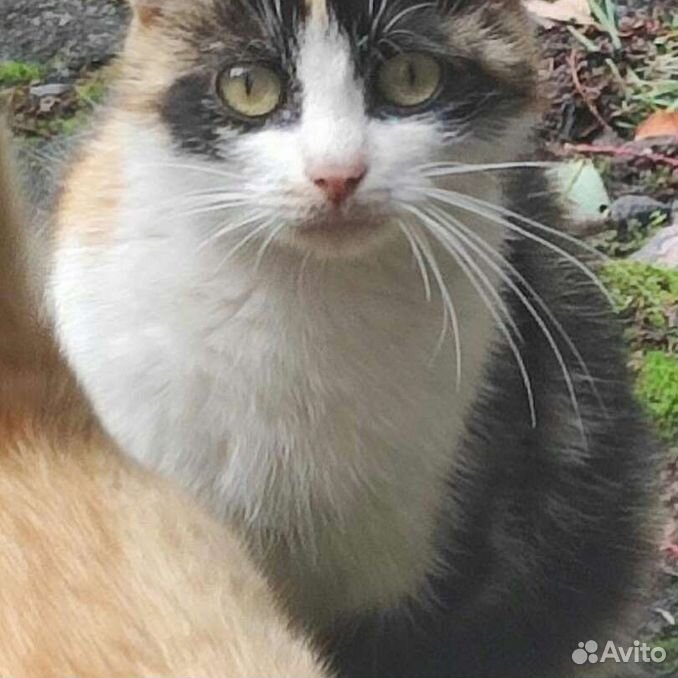 Кошка Луша