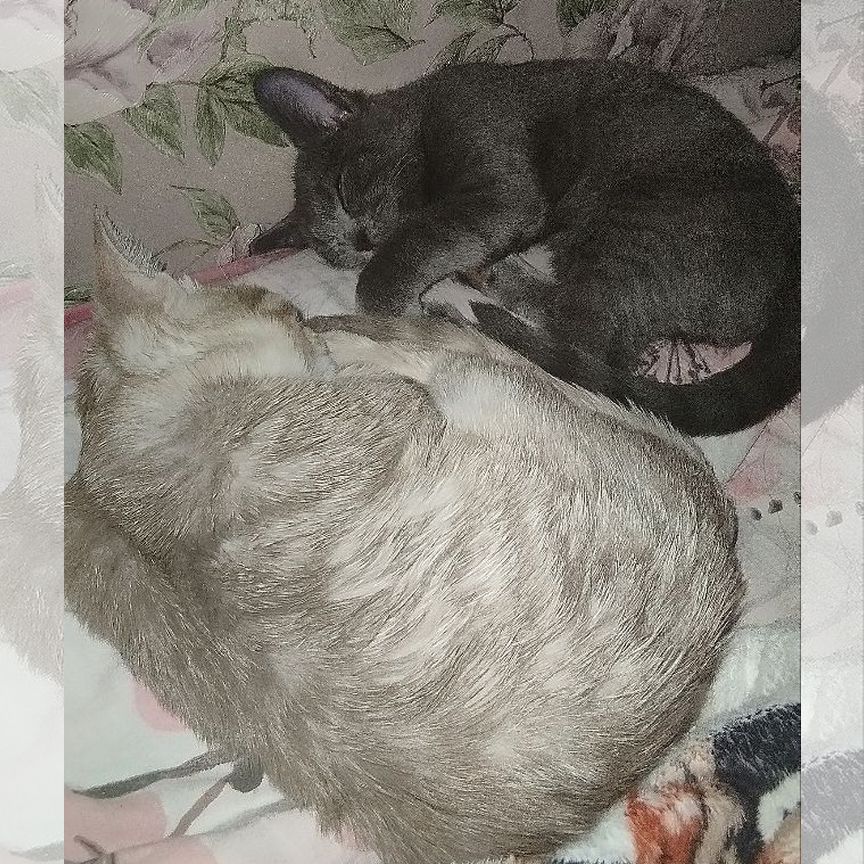 Отдам в добрые руки кошечку