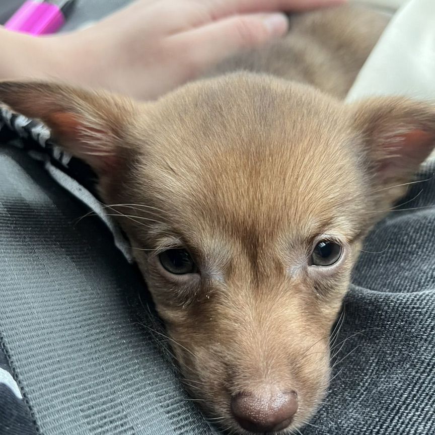 Щенок в добрые руки