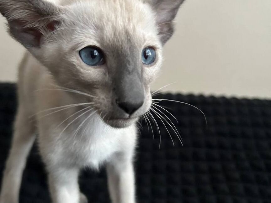 Ориентальный котенок мальчик