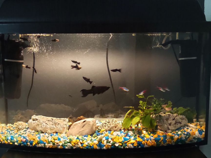 Аквариум с рыбками