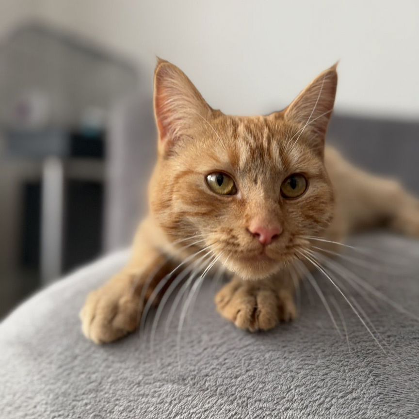 Котик в добрые руки