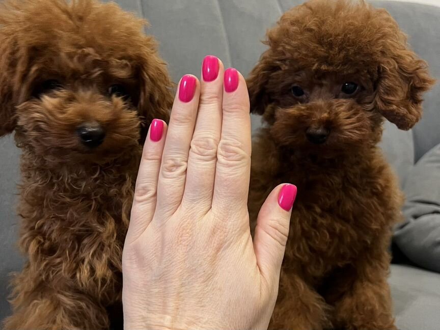 Тедди пудель китай мальчик FCI