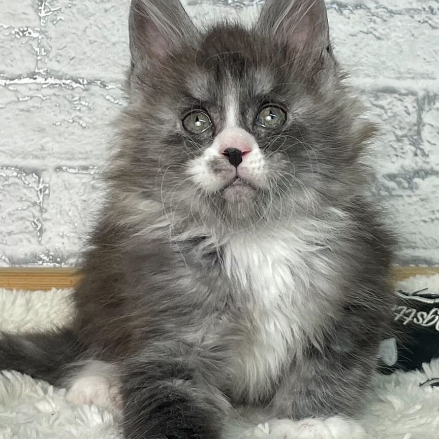 Мейн-кун котенок